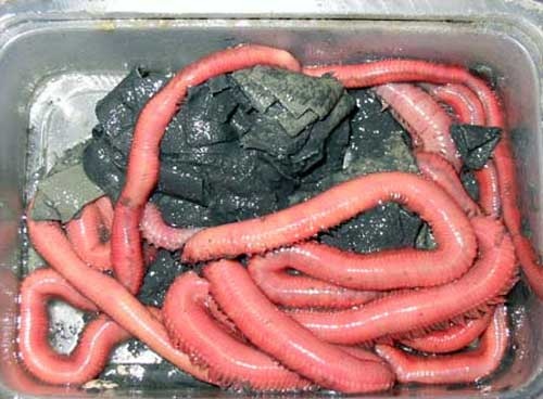 Pesca del Pagel - Breca: Trucos y técnicas