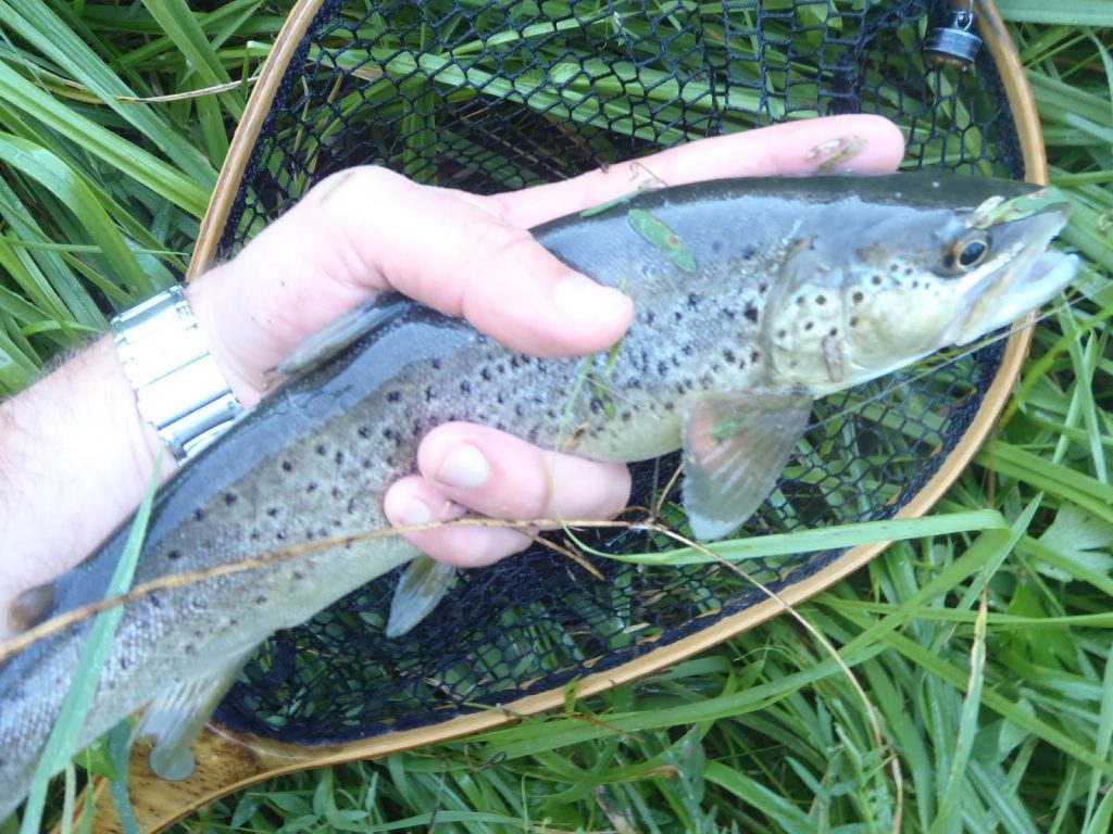 Todo lo que Necesitas Saber para la Pesca de Trucha