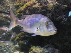 Diccionario de Especies - Nombres de Peces e Imagenes