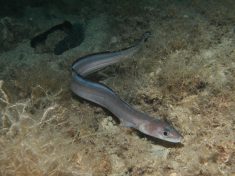 Diccionario de Especies - Nombres de Peces e Imagenes