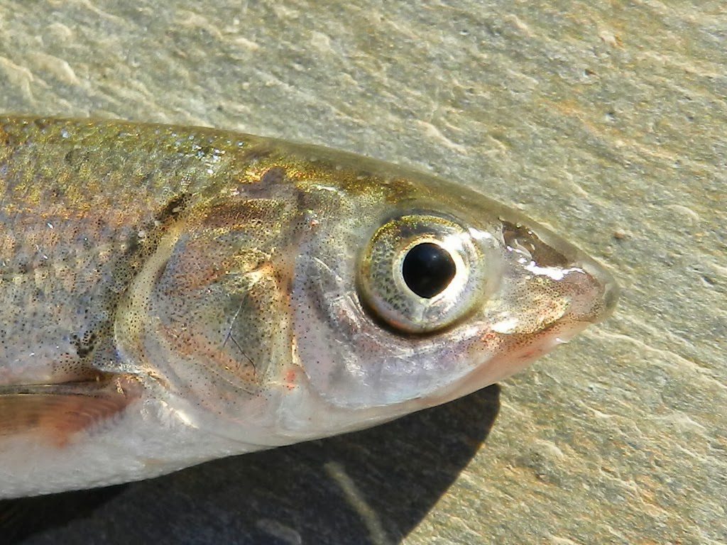 ¿Cómo pescar Bogas? – Todo lo que debes saber sobre la pesca de Bogas ...