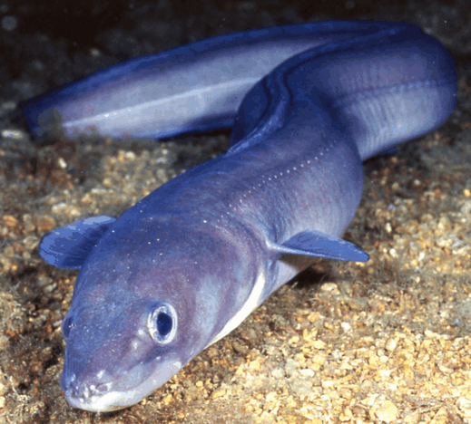 La Pesca De Congrio – Consejos Básicos Y Equipo De Pesca