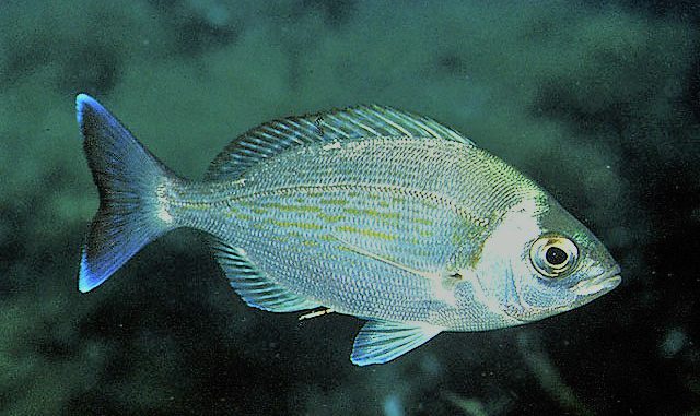 Pesca de Chopa una Aventura a la que Vale la Pena Lanzarse